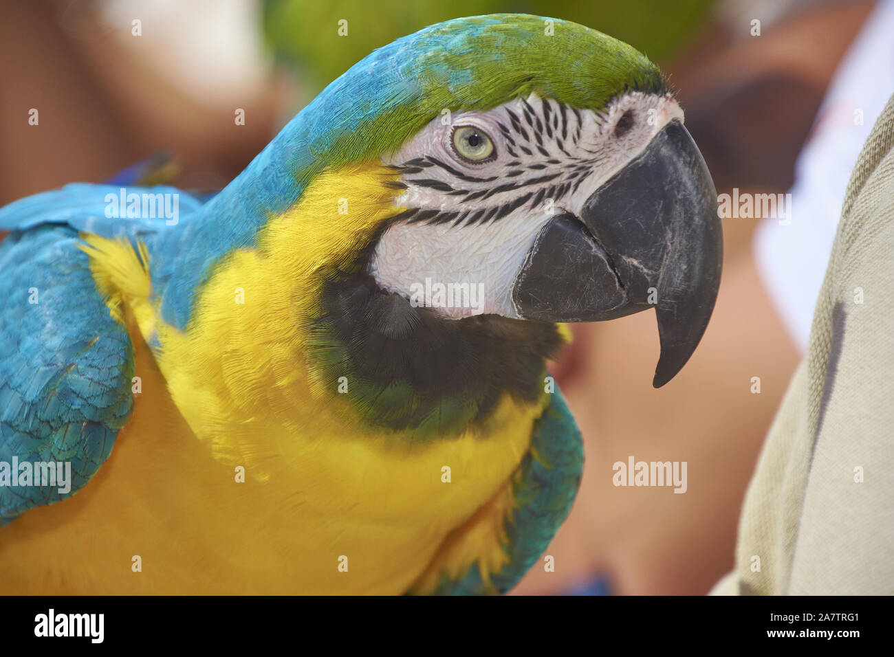 Guacamaya bird hi-res stock photography and images - Alamy