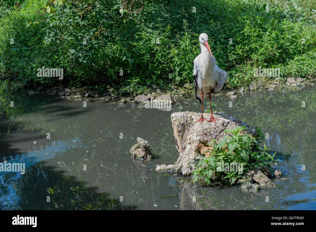White stork on water hi-res stock photography and images - Alamy