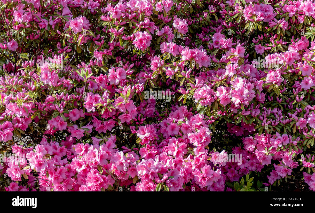 Pink azalea flowers - a bush in full bloom Stock Photo - Alamy