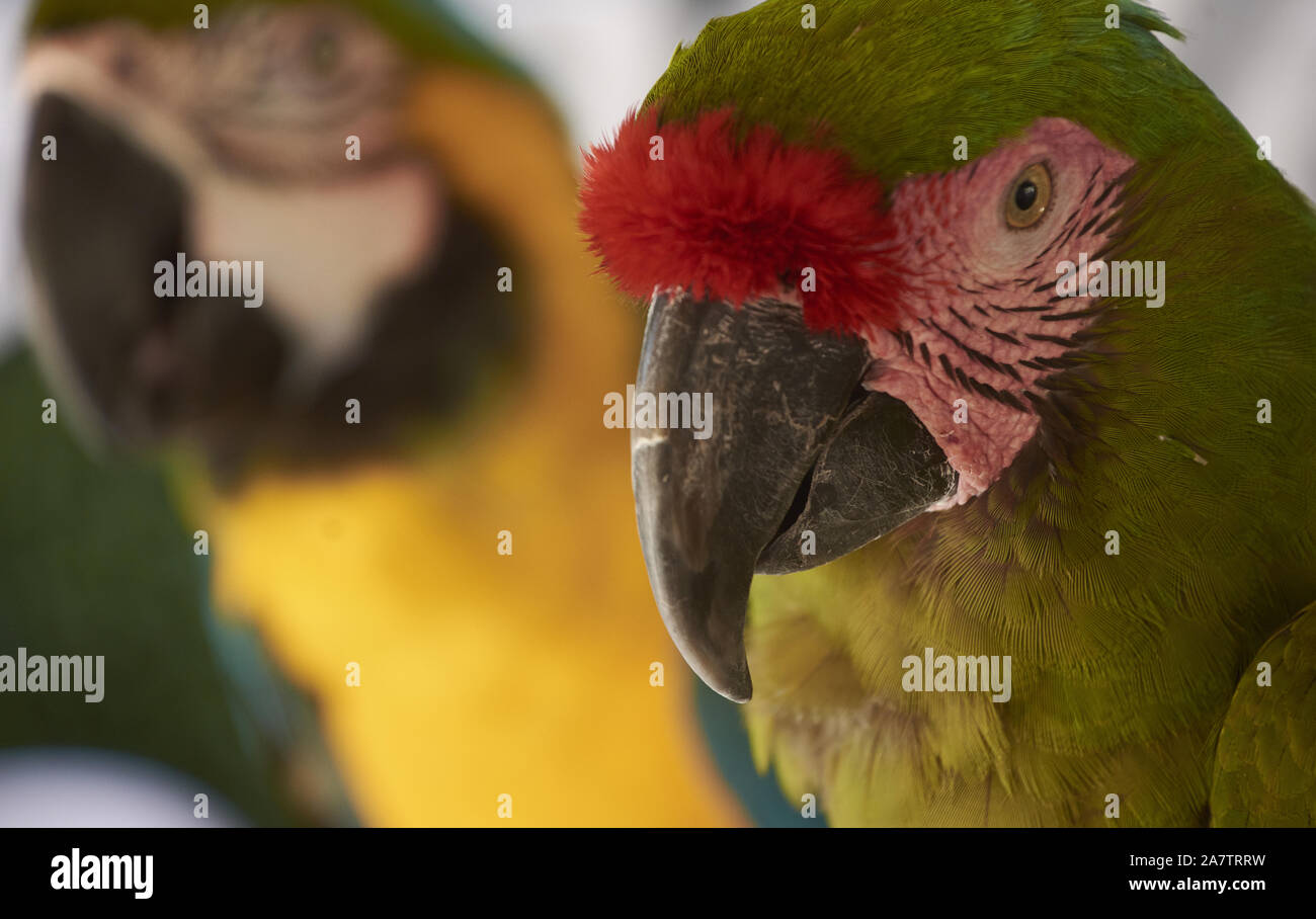 Parrot in the shade Stock Photo - Alamy