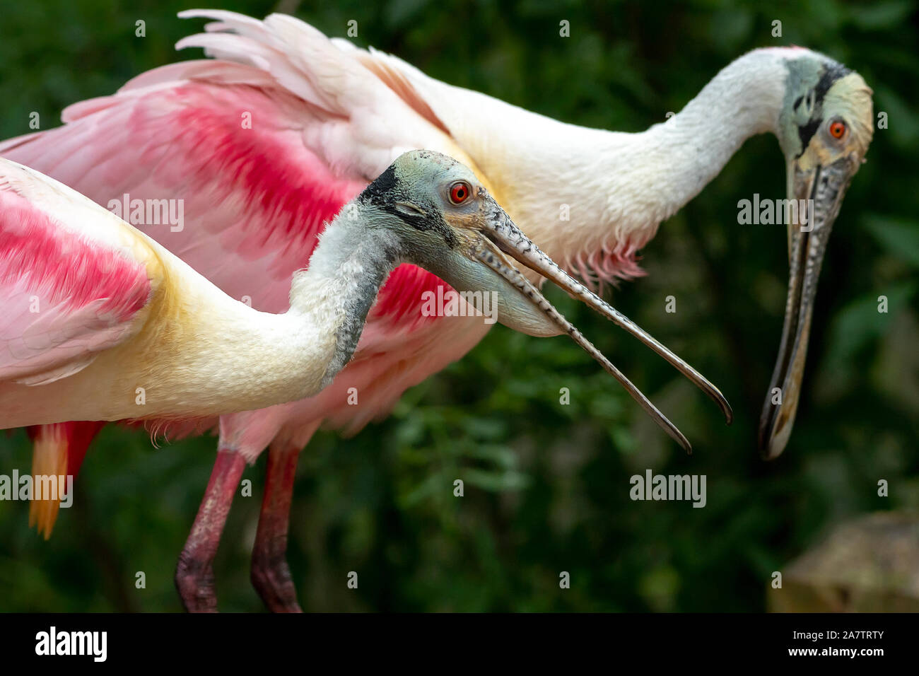 Spoonbill pair hi-res stock photography and images - Alamy
