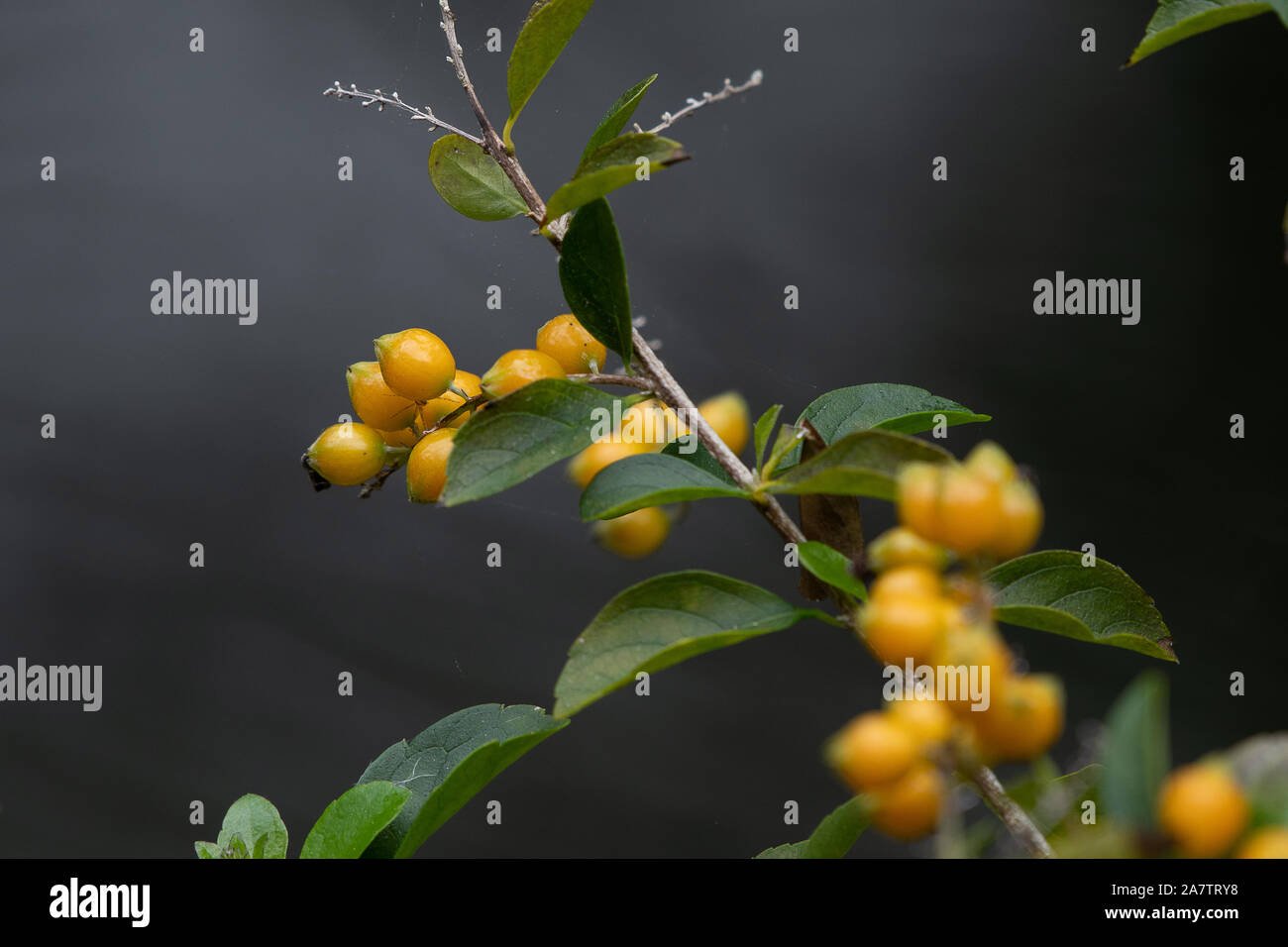 Orange berries growing on a bush - Florida Stock Photo - Alamy