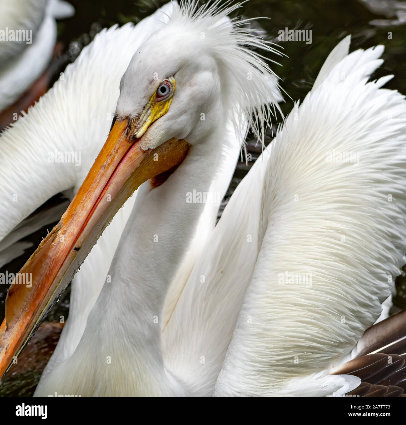 White pelican breeding plumage hi-res stock photography and images - Alamy