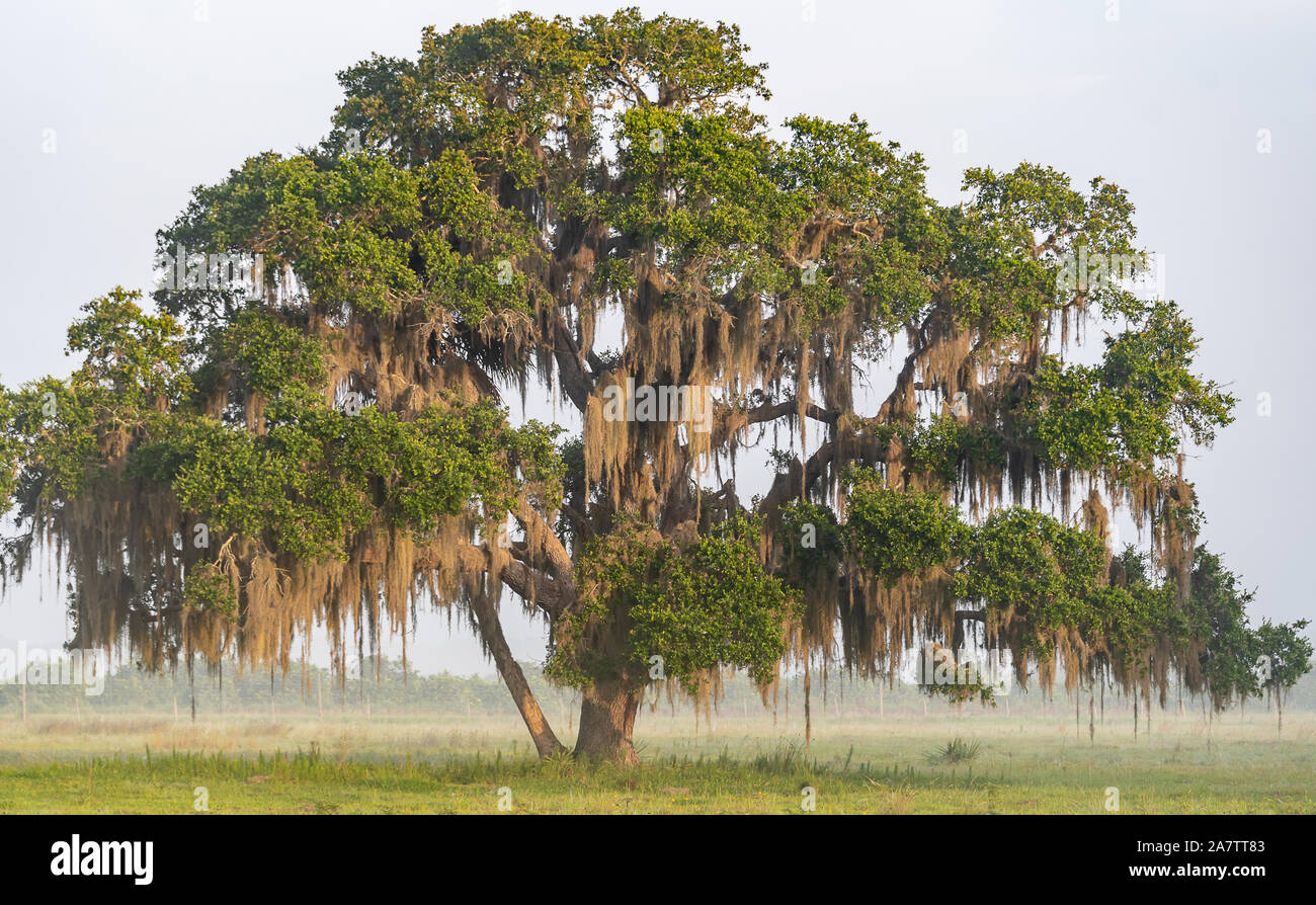 Florida tree in a field with moss hanging down Stock Photo - Alamy