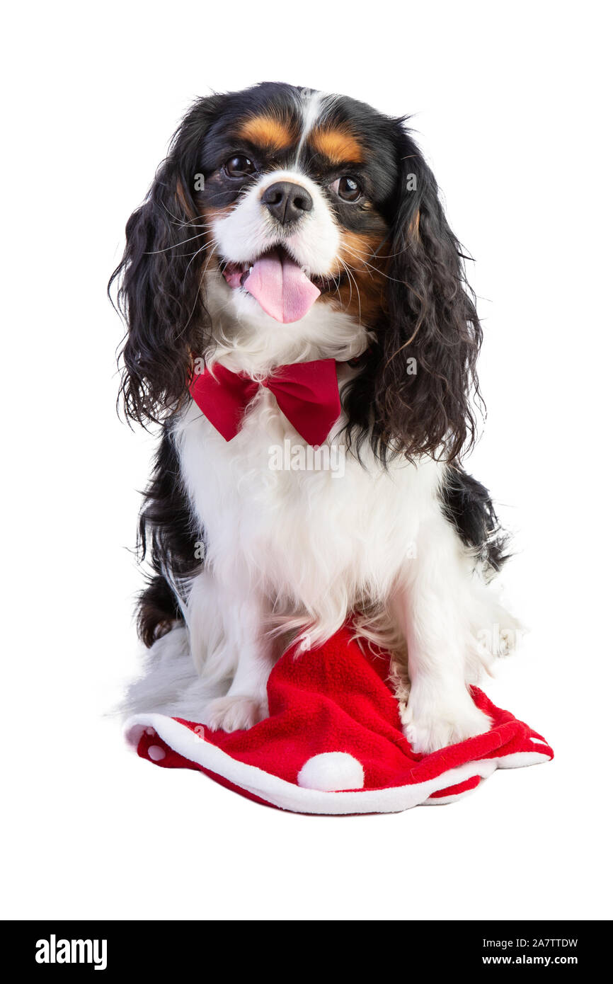 Cavalier king Charles spaniel with red bow tie at Christmas on white ...