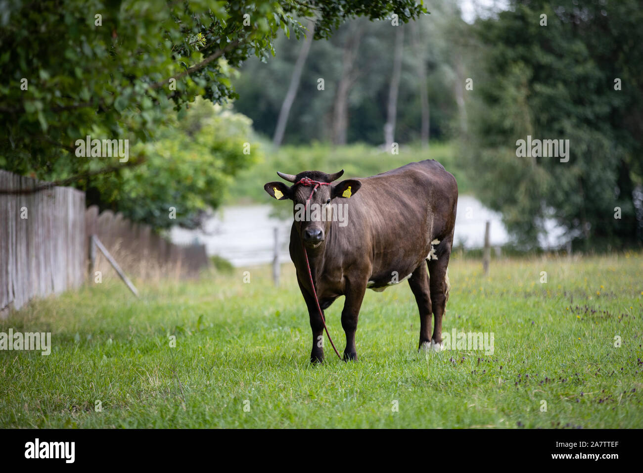 cow in a clearing in the Polish countryside Stock Photo - Alamy