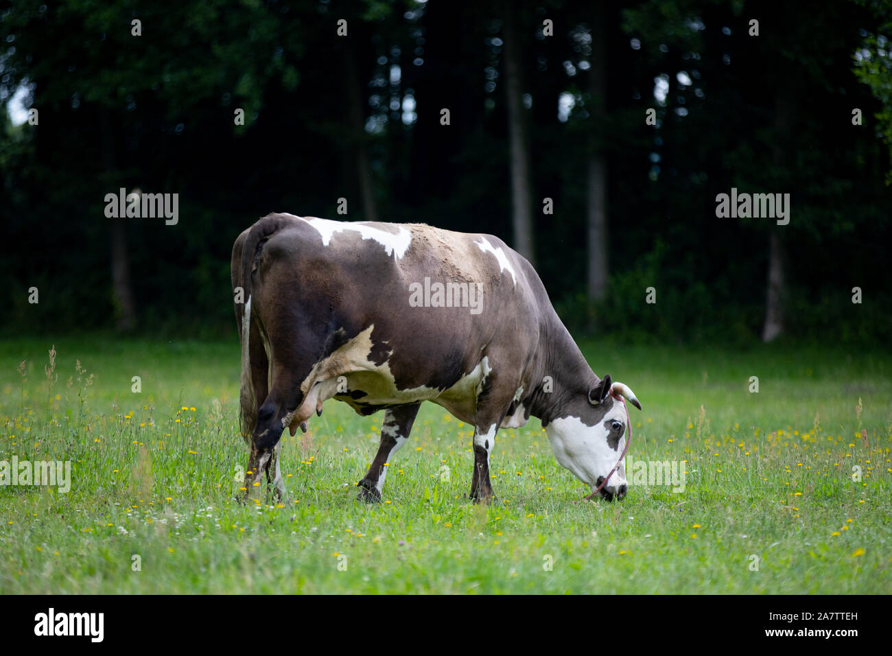cow in a clearing in the Polish countryside Stock Photo - Alamy