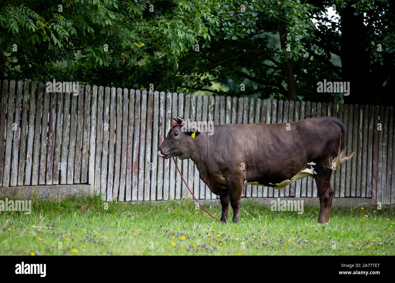 cow in a clearing in the Polish countryside Stock Photo - Alamy