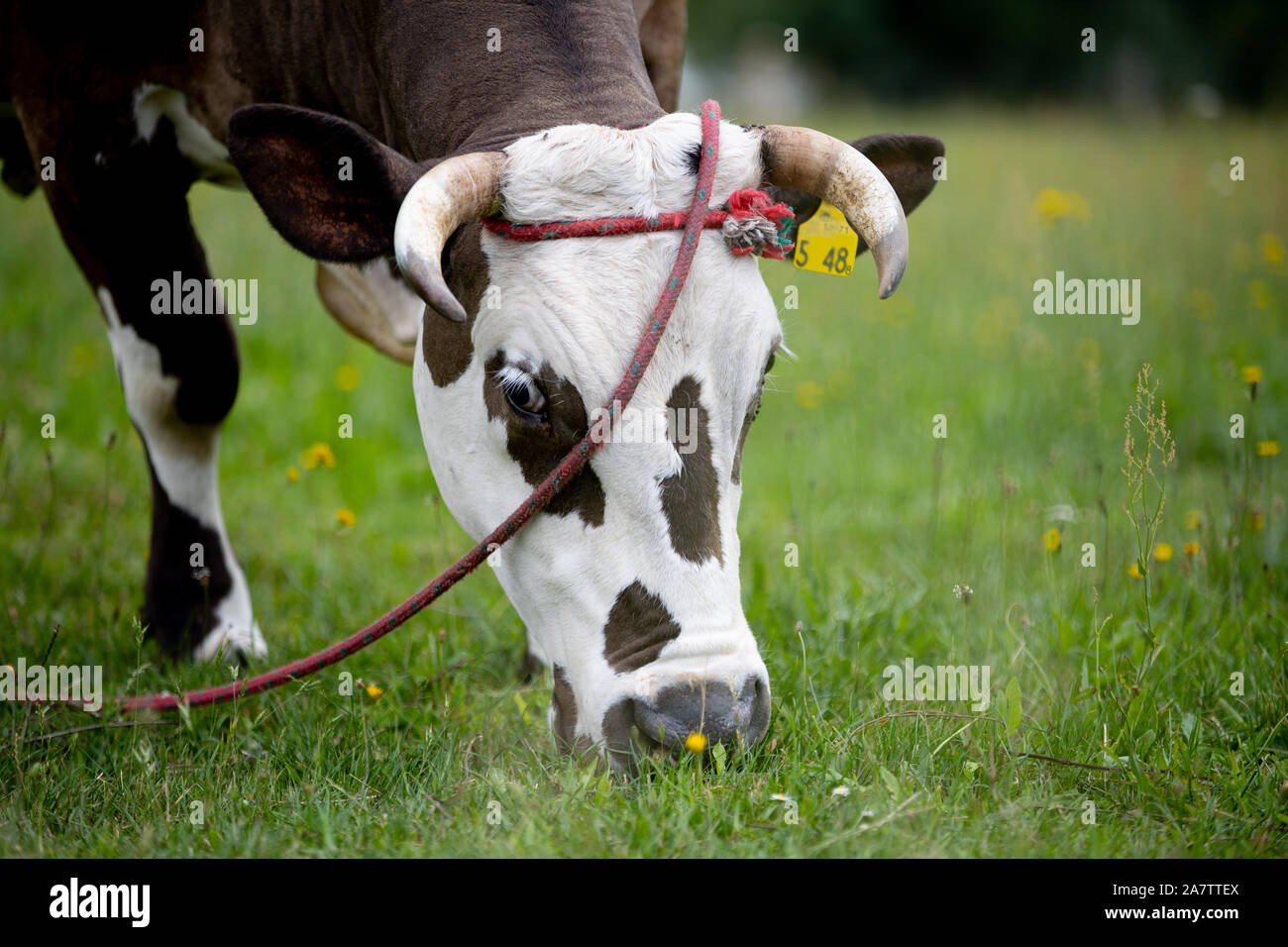 Calf and caw hi-res stock photography and images - Alamy