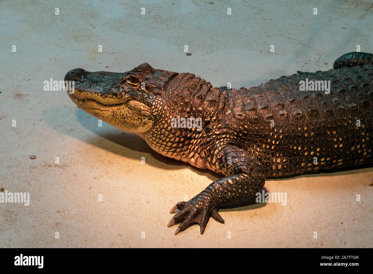 Alligator on the ground close up Stock Photo - Alamy