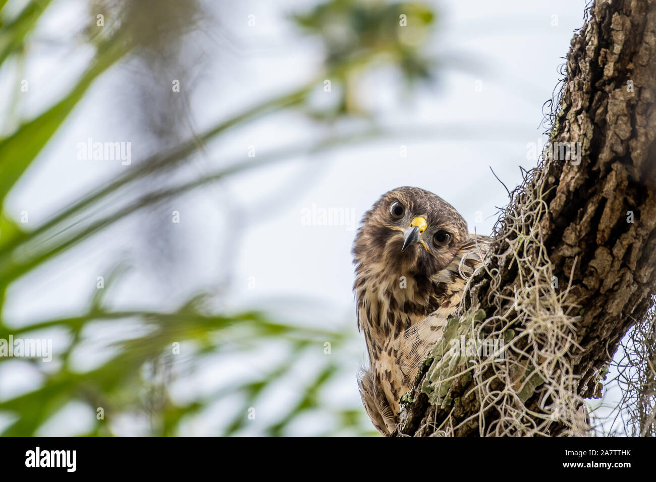 Hawk sitting in a tree hi-res stock photography and images - Alamy