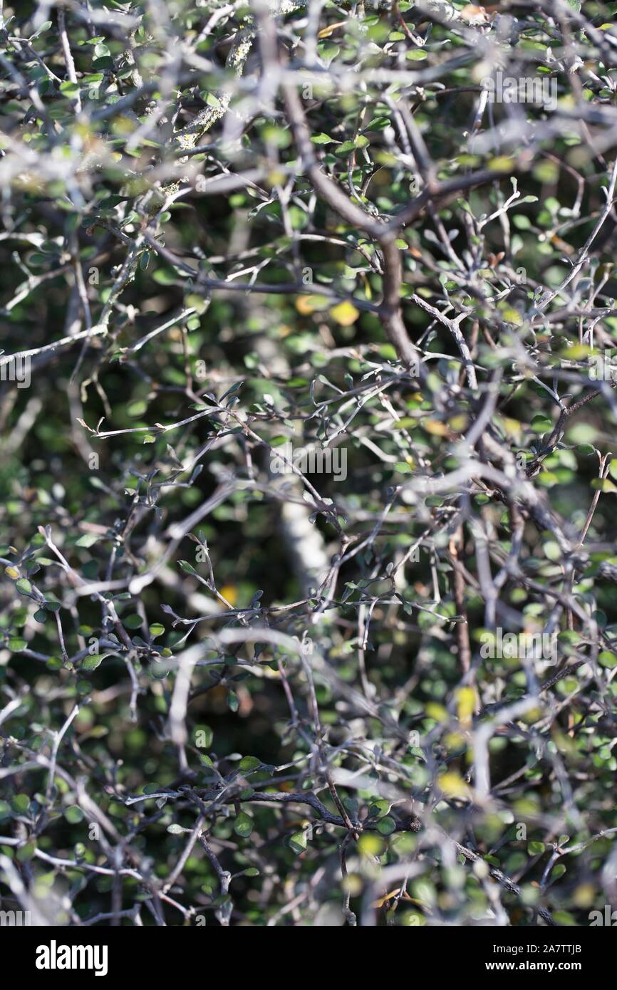 Corokia cotoneaster - wire netting bush Stock Photo - Alamy