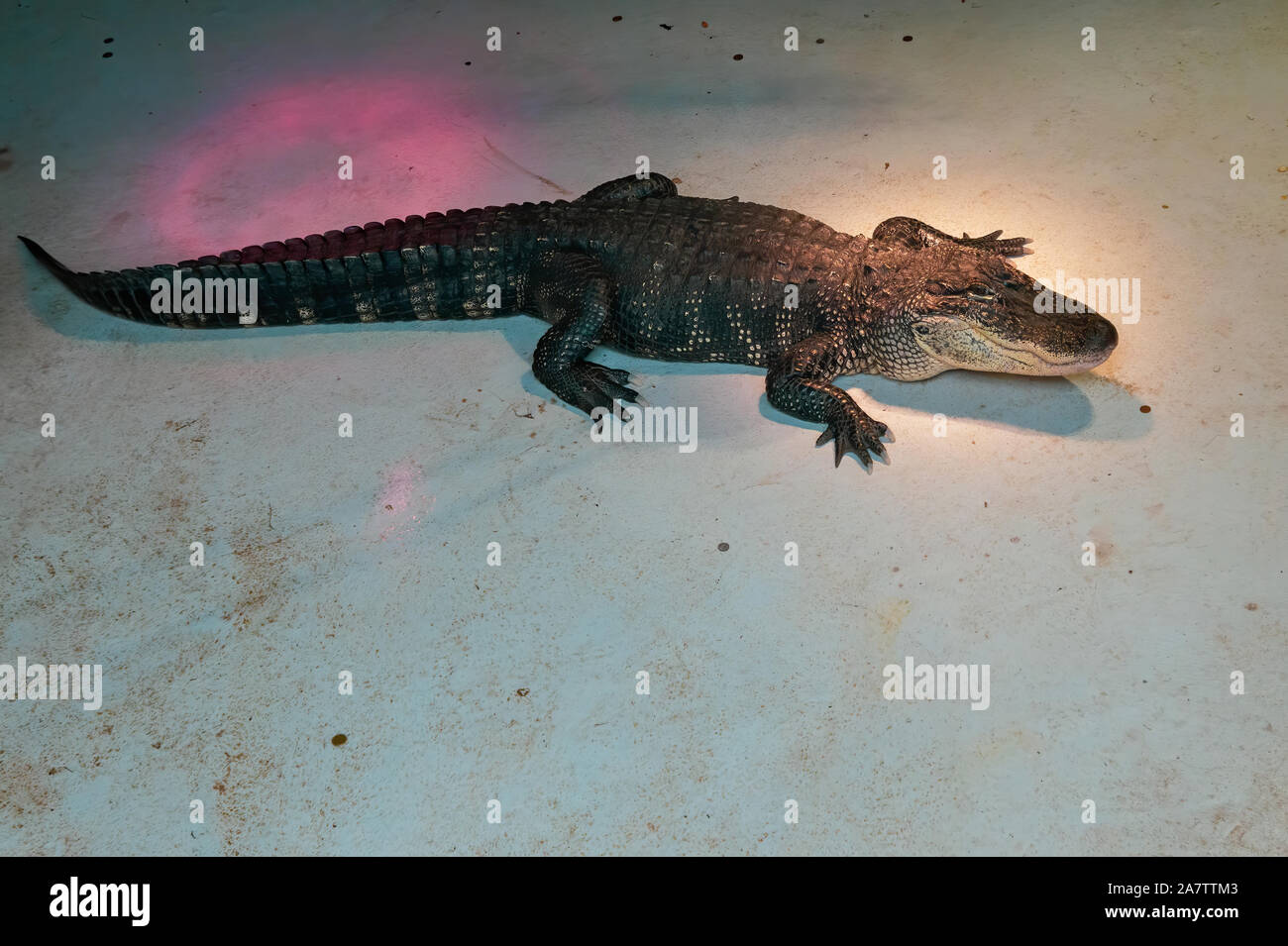 Full alligator from side unter lightning Stock Photo - Alamy