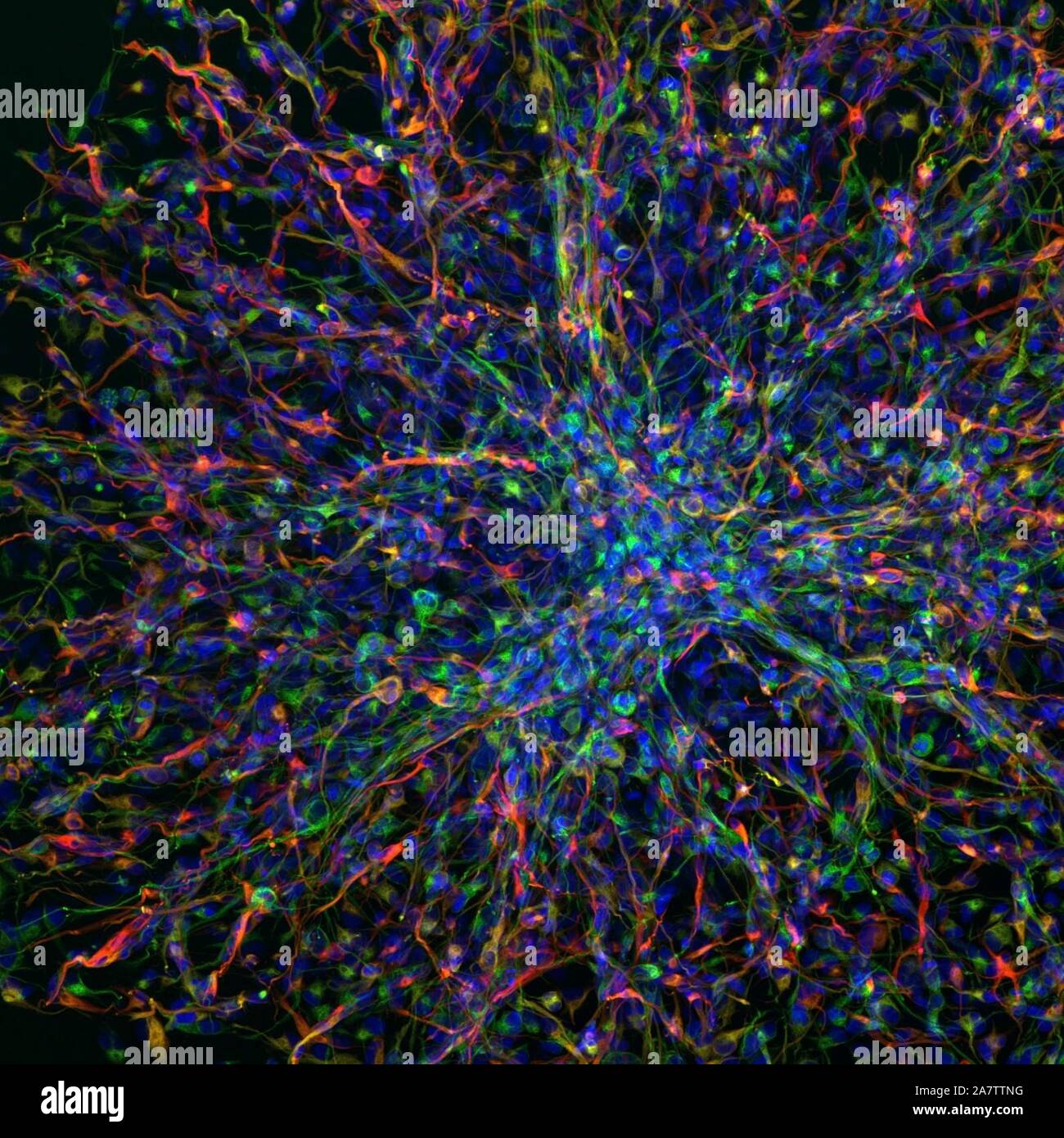 Human Derived Cells High Resolution Stock Photography and Images - Alamy