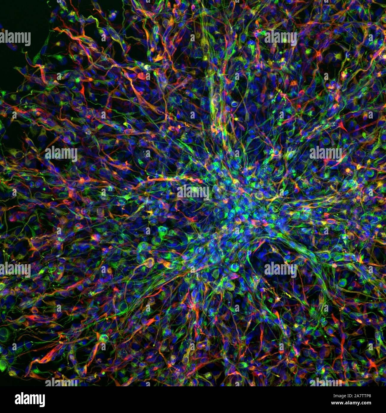 Human derived cells hi-res stock photography and images - Alamy