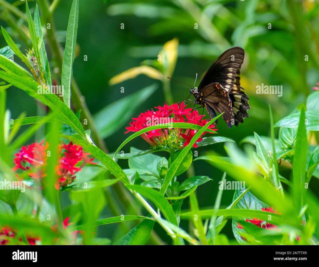 Orange black butterfly lands on hi-res stock photography and images - Alamy