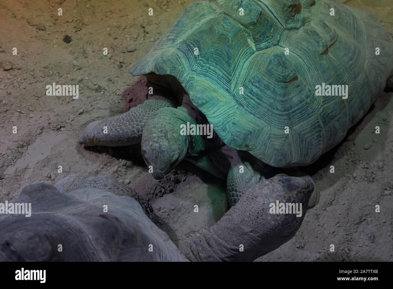 Close up desert tortoise hi-res stock photography and images - Alamy