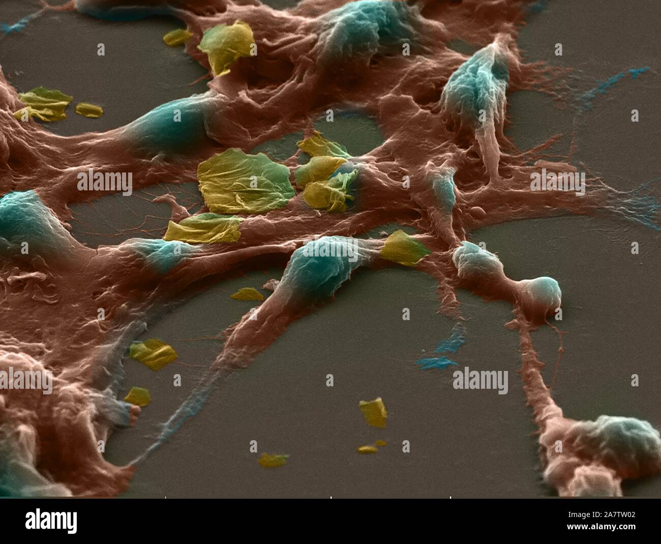 Human stem cells sem hi-res stock photography and images - Alamy