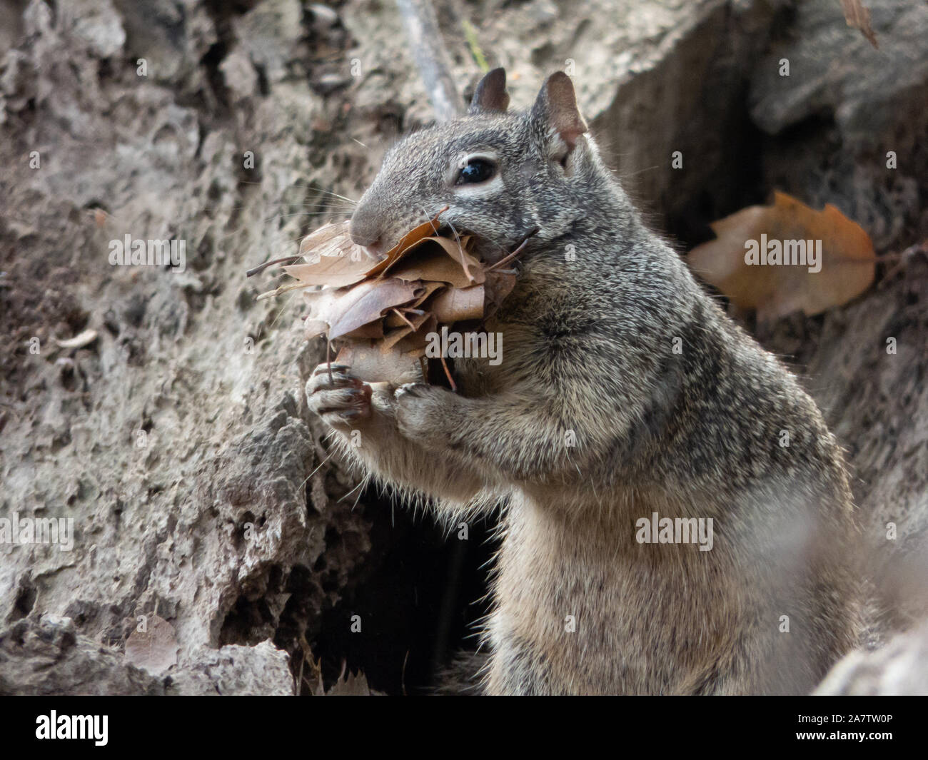 Squirrel full mouth hi-res stock photography and images - Alamy