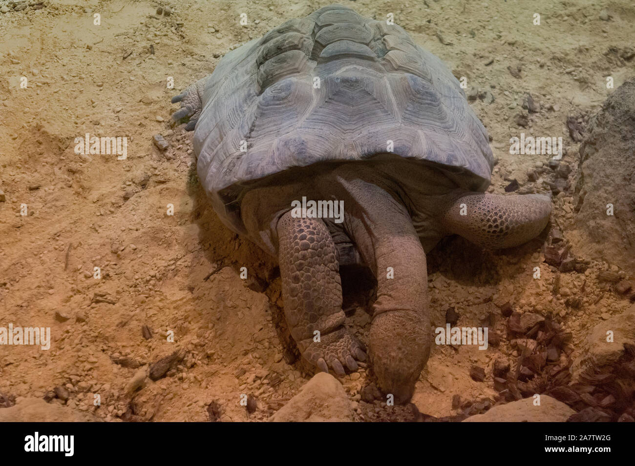 Ploughshare tortoise eating in sand Stock Photo - Alamy