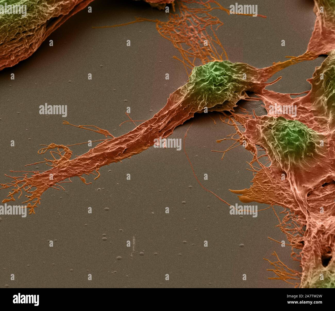 Human stem cells sem hi-res stock photography and images - Alamy