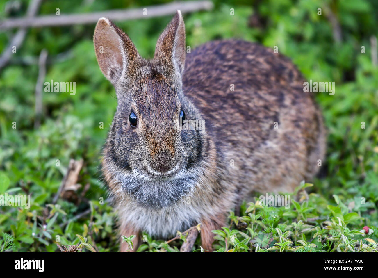Marsh rabbit hi-res stock photography and images - Alamy