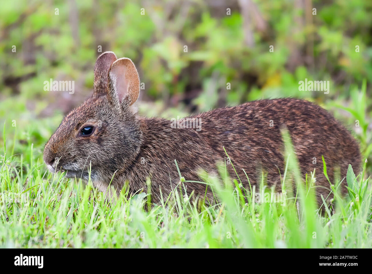 Marsh rabbit hi-res stock photography and images - Alamy