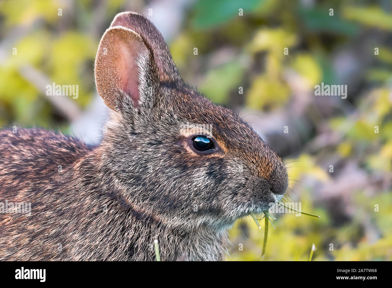 Marsh rabbit hi-res stock photography and images - Alamy