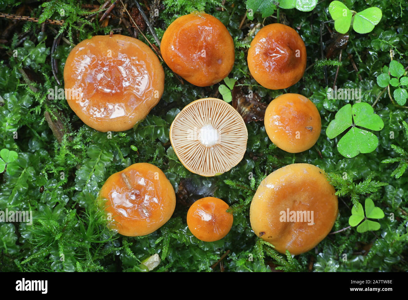 Lactarius aurantiacus, known as Orange Milkcap, an edible wild mushroom ...