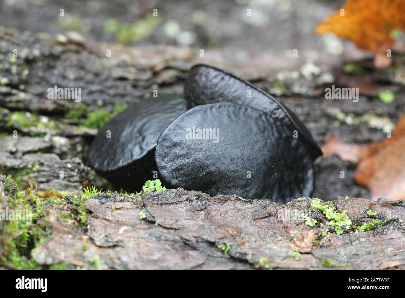 Bulgaria inquinans, known as black bulgar and Black Jelly Drops, wild ...