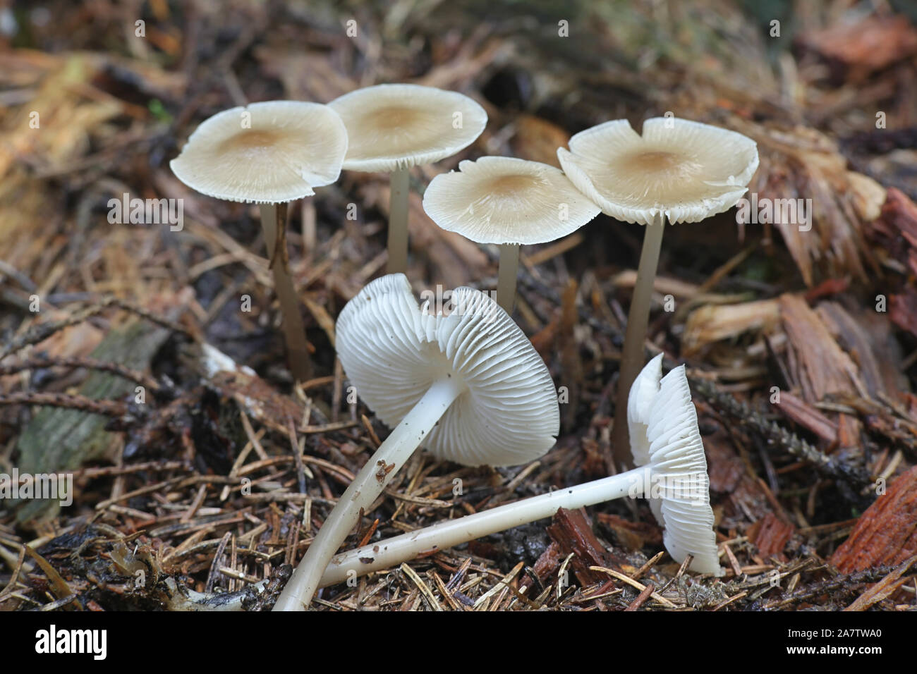 Mycena galericulata, known as the common bonnet, the toque mycena, or ...