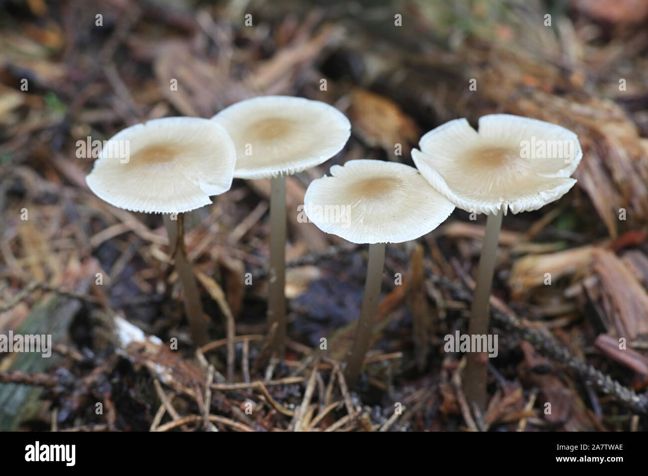 Mycena galericulata, known as the common bonnet, the toque mycena, or ...