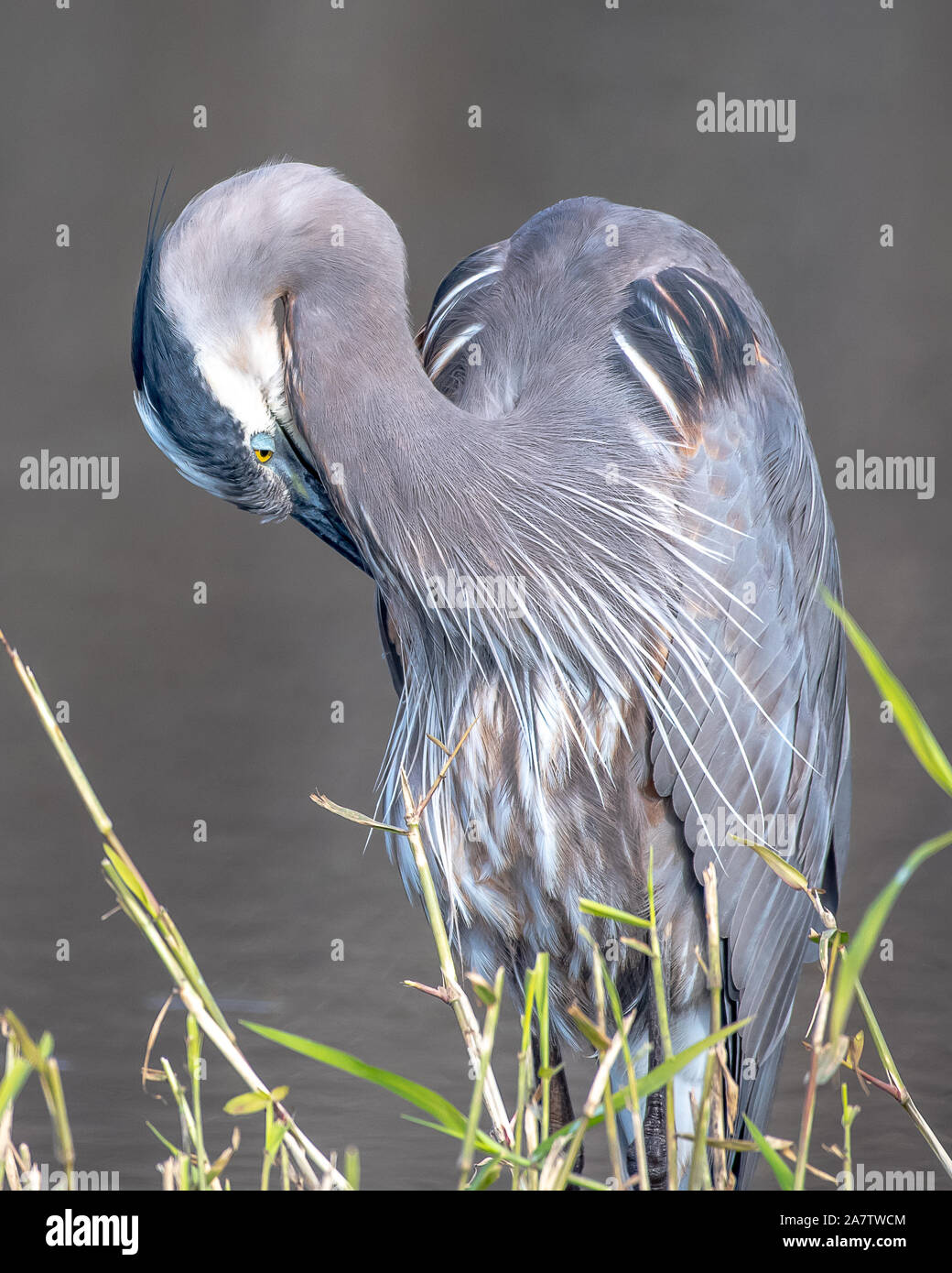 Large preening birds hi-res stock photography and images - Alamy