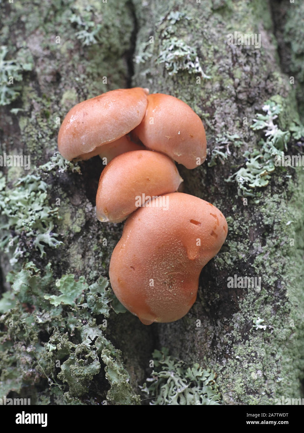 Hypholoma lateritium, known as brick cap or brick tuft, wild edible ...