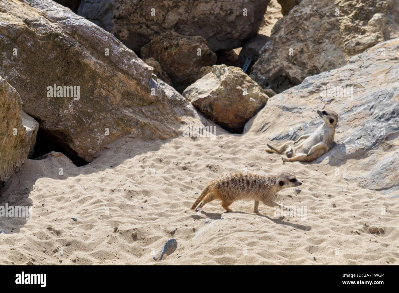 Meerkat running hi-res stock photography and images - Alamy