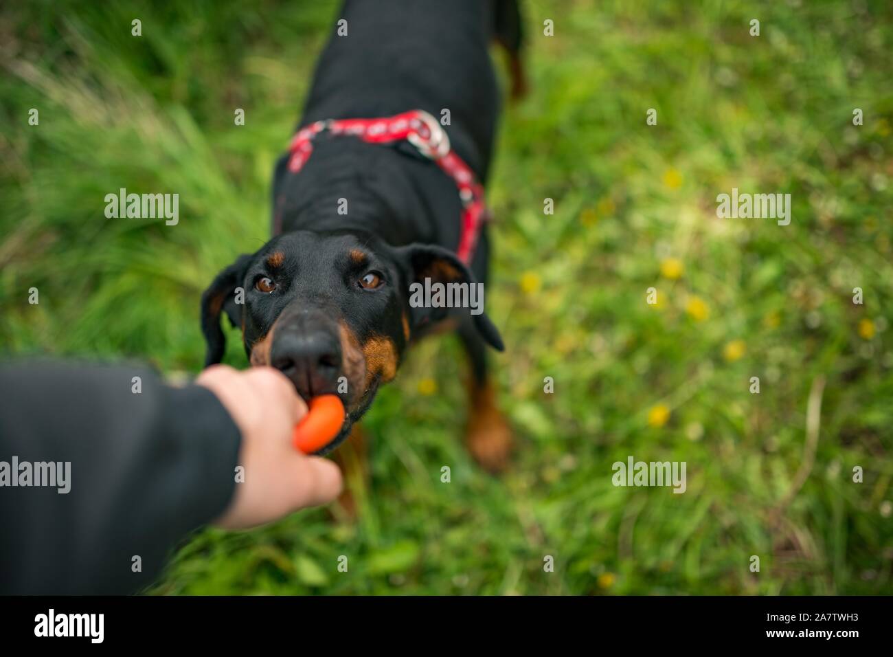 Playing a black doberman on a green meadow Stock Photo - Alamy