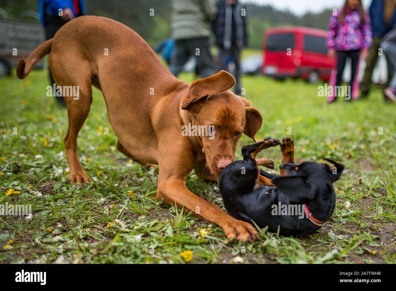 Short haired hungarian pointers hi-res stock photography and images - Alamy