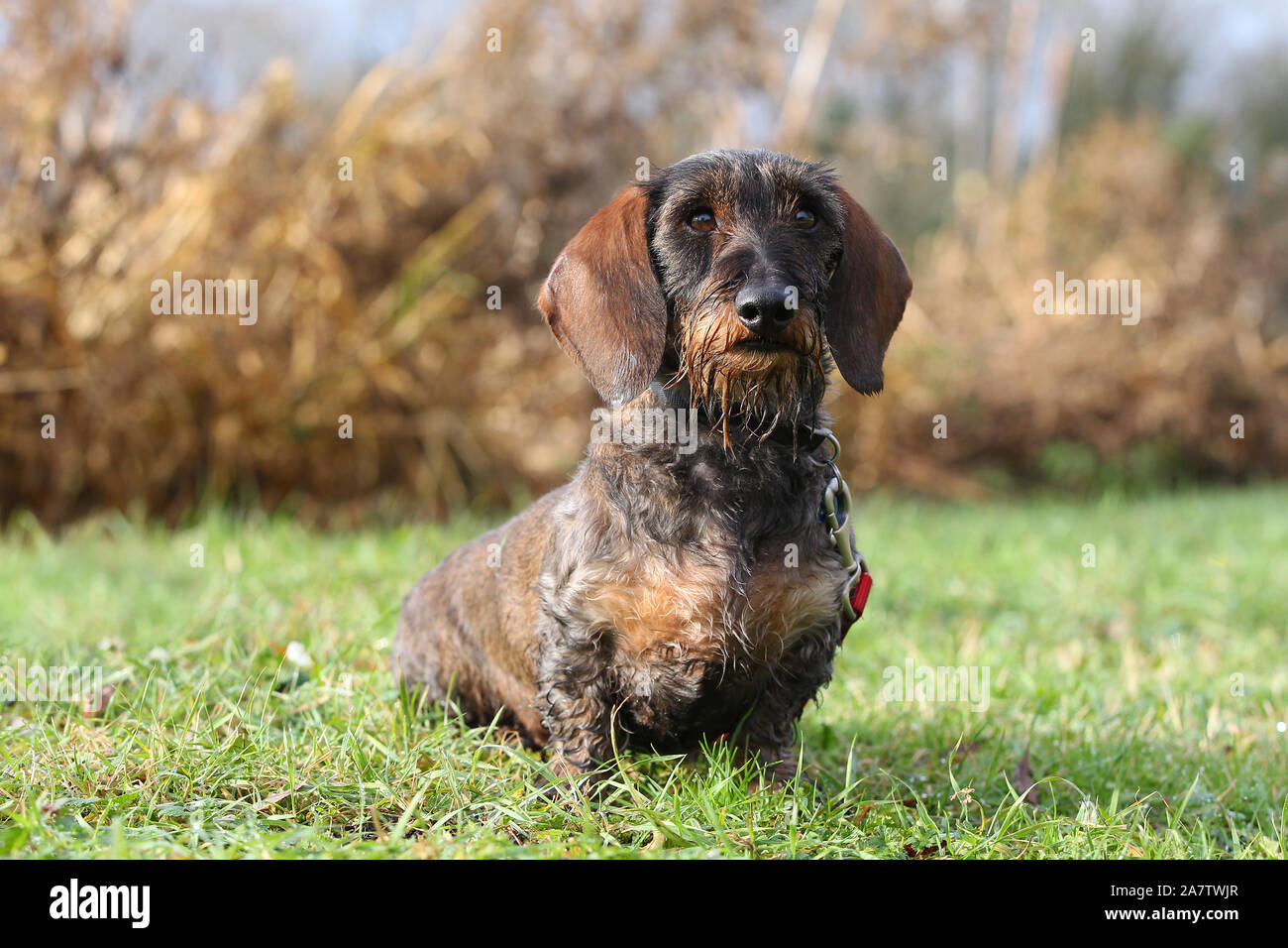 Standard wire haired dachshund hi-res stock photography and images - Alamy