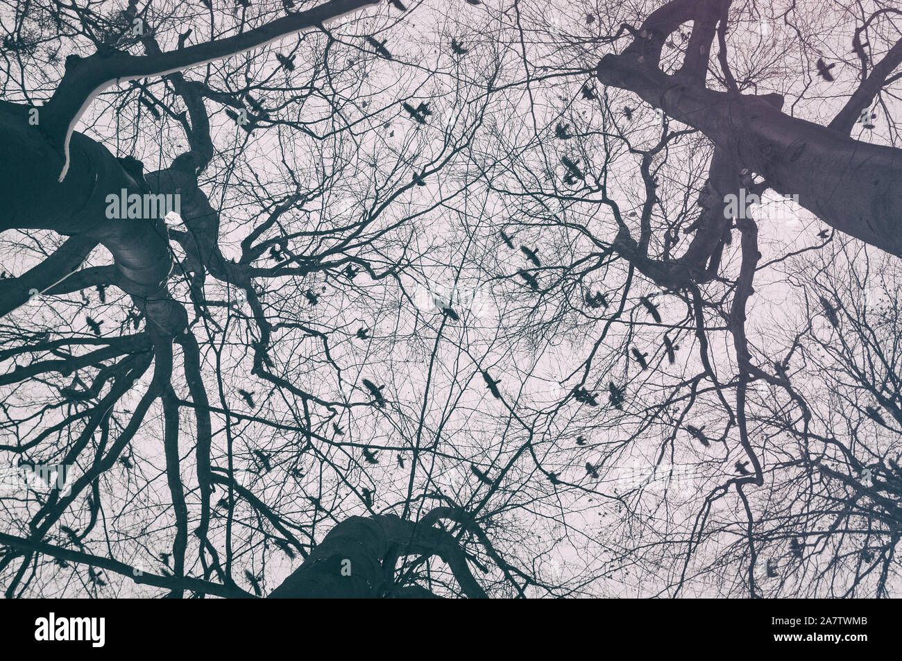Birds in fly over trees whithout leaves. Dramatic scene with crows in ...