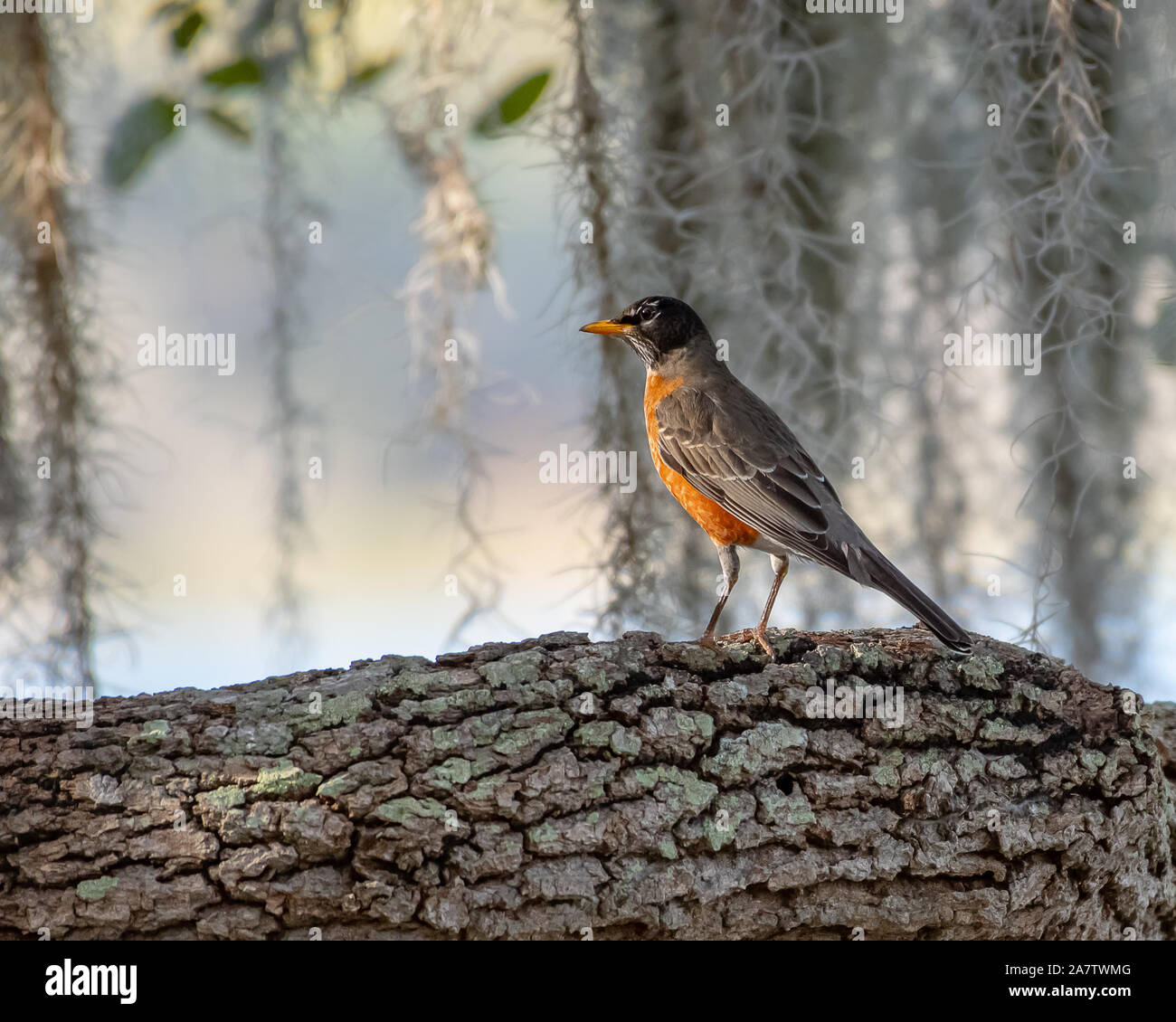 American robin beautiful bird hi-res stock photography and images - Alamy
