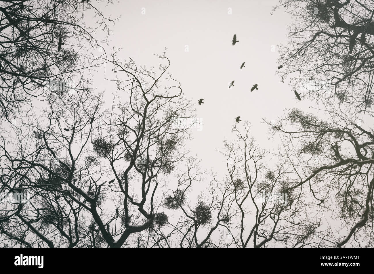 Birds in fly over trees whithout leaves. Dramatic scene with crows in ...