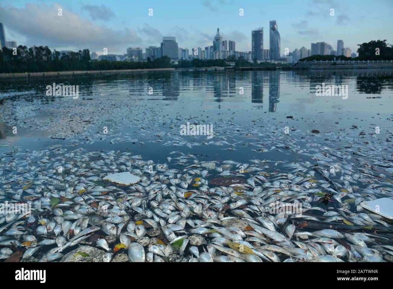 Dead fish is floating on a river after the Typhoon Bailu, the 11th ...