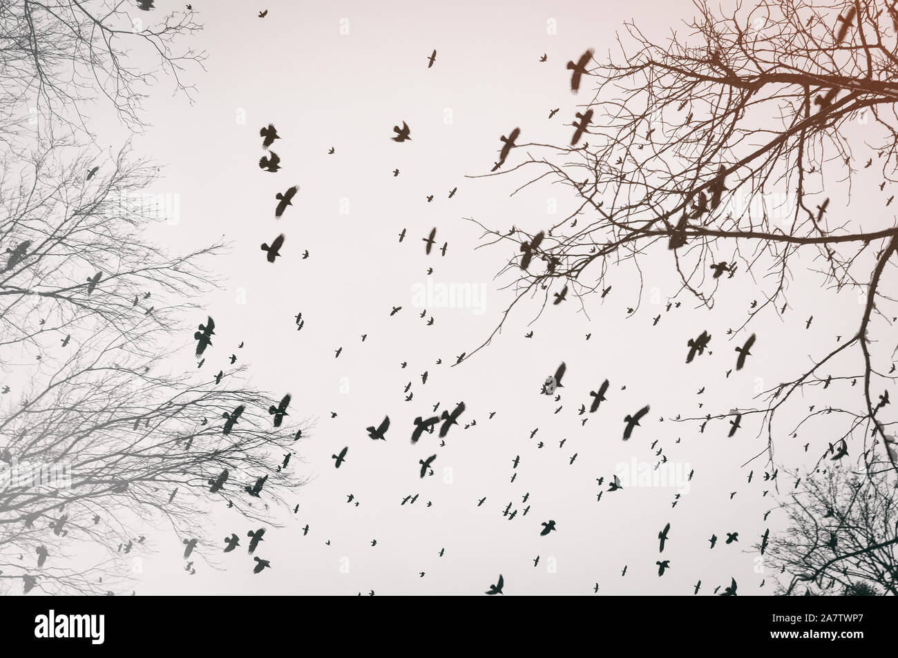 Birds in fly over trees whithout leaves. Dramatic scene with crows in ...