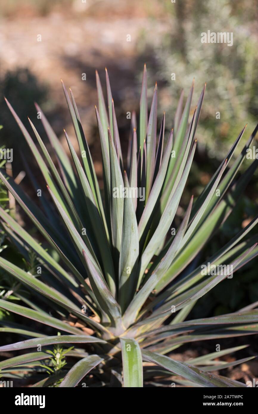 Yucca desmetiana 'Magenta Magic' Stock Photo - Alamy