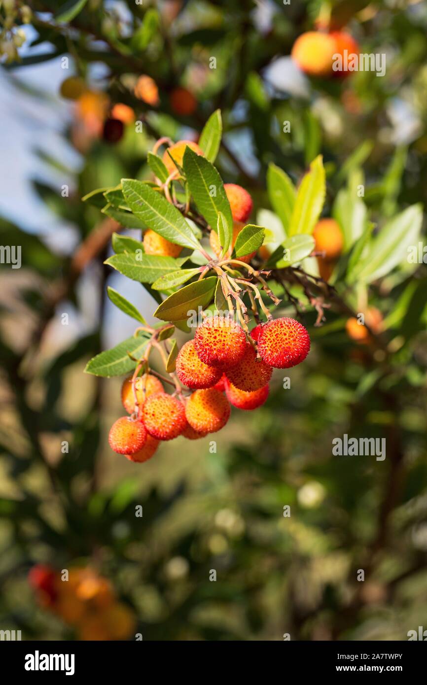 Arbutus unedo - strawberry tree, close up Stock Photo - Alamy