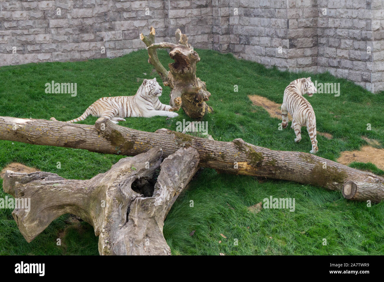 Two white bengal tigers hi-res stock photography and images - Alamy