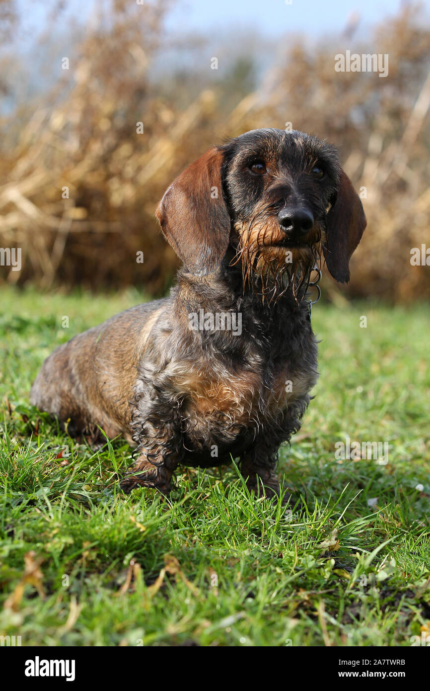 Standard wire haired dachshund hi-res stock photography and images - Alamy