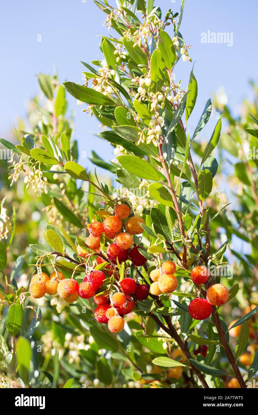 Arbutus unedo strawberry tree hi-res stock photography and images - Alamy