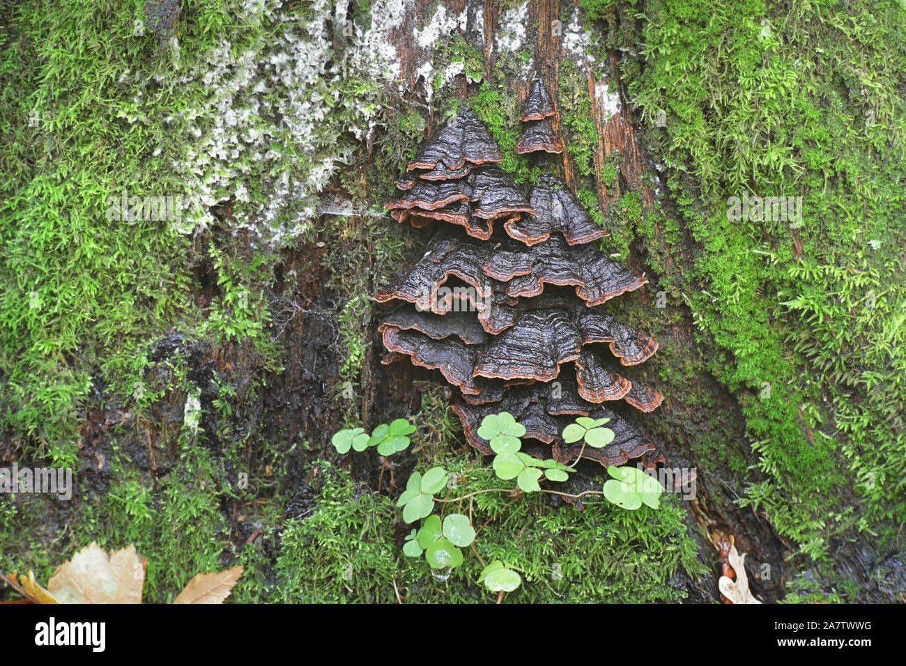 Hymenochaete rubiginosa, known as Oak Curtain Crust, wild fungus from ...