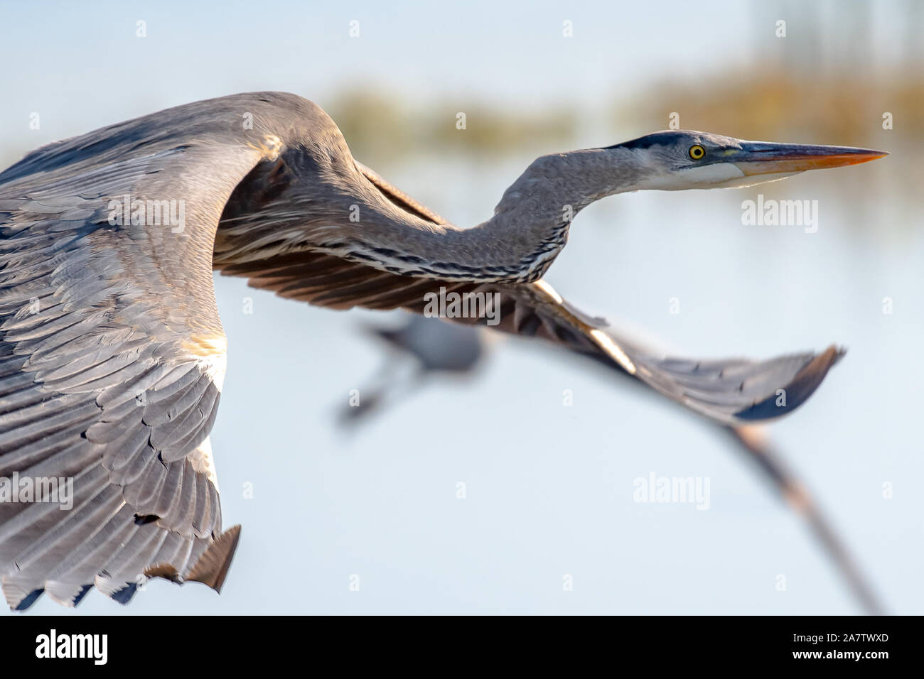 Great blue heron flying close Stock Photo - Alamy